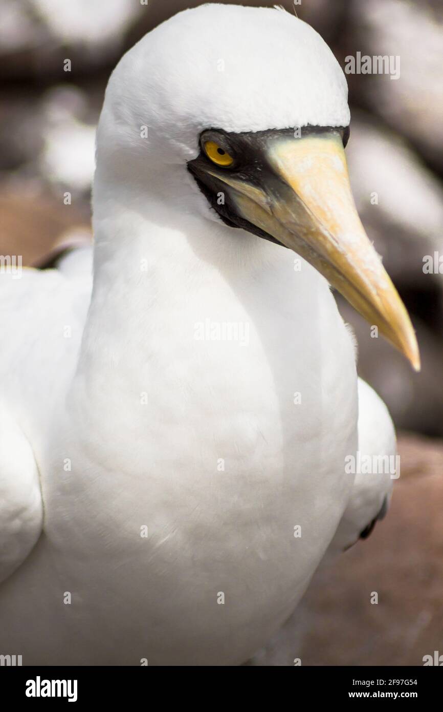 A Masked Booby [Sula dactylatra] from one of the islands in the ...
