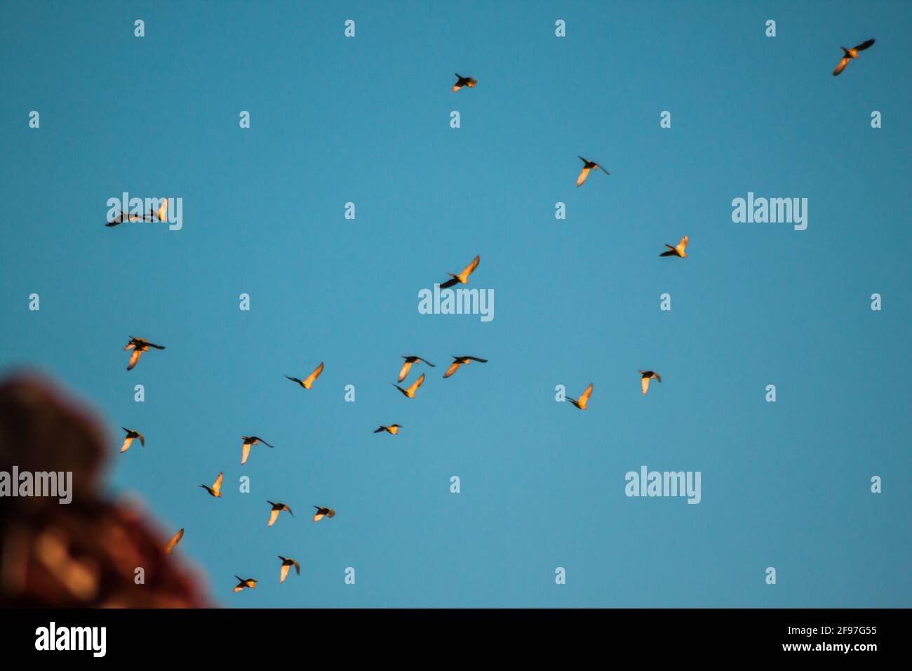 A flock of yellow birds in flight against a blue afternoon sky Stock ...