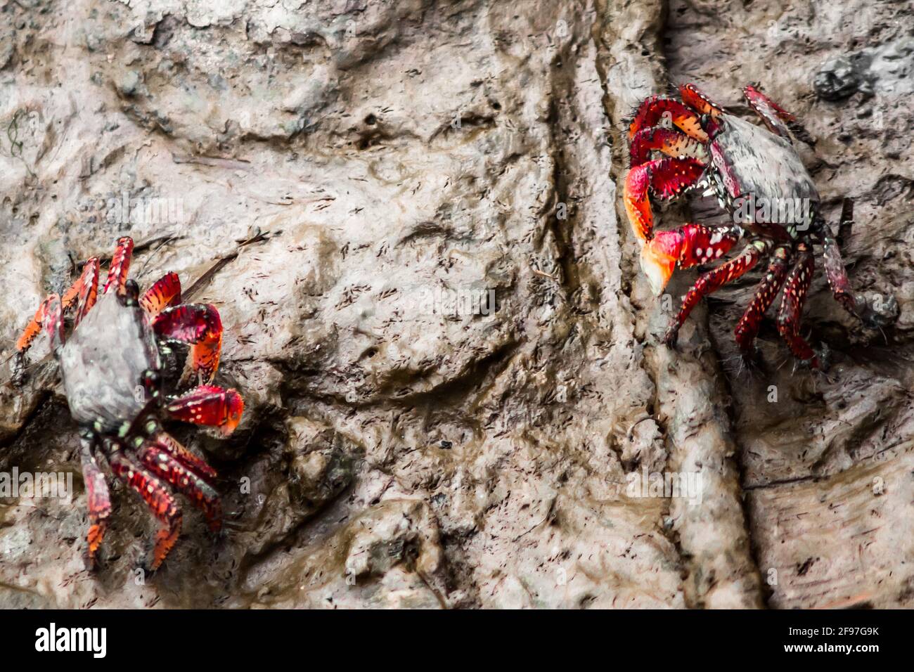 Two Mangrove Tree crabs [Aratus pisonii] seemingly confront each other ...