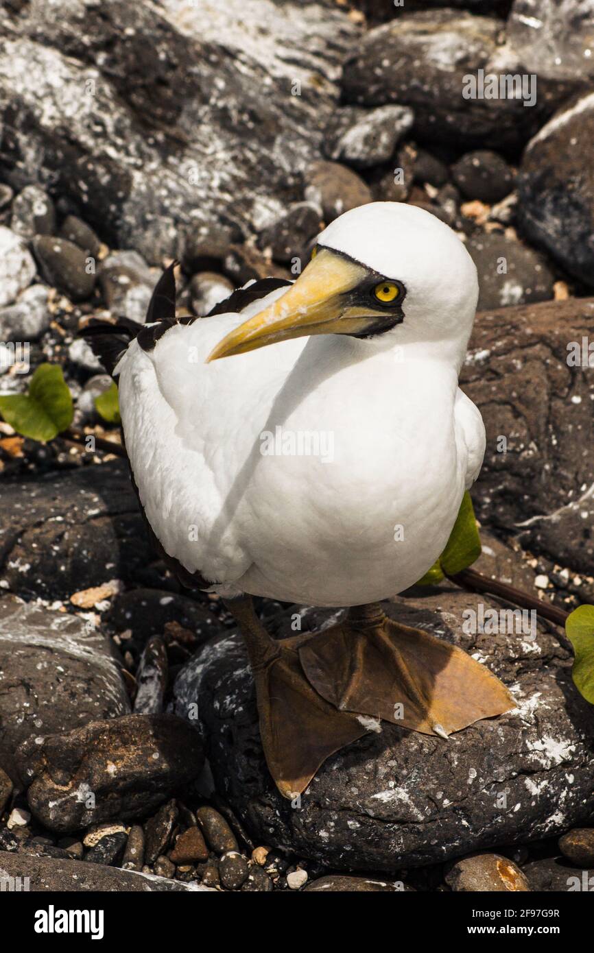 A Masked Booby [Sula dactylatra] from one of the islands in the ...