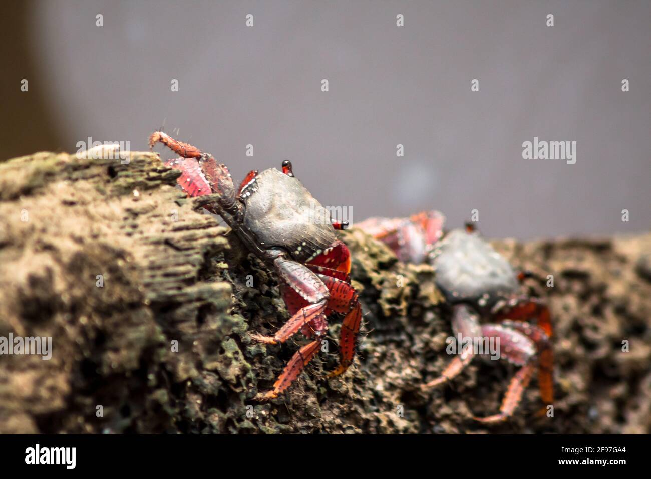 Two Mangrove Tree Crabs [Aratus pisonii] crawling down an old and ...