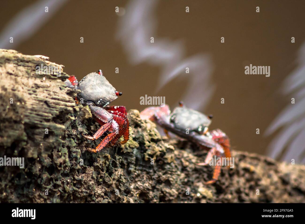 Two Mangrove Tree Crabs [Aratus pisonii] crawling down an old and ...