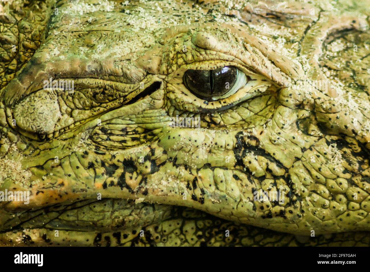 Caiman latirostris hi-res stock photography and images - Alamy
