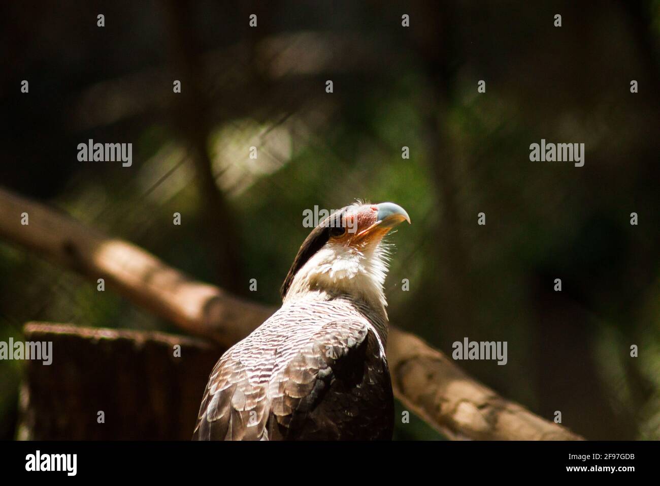 A Southern Crested Caracara [Caracara plancus], one of South America's ...