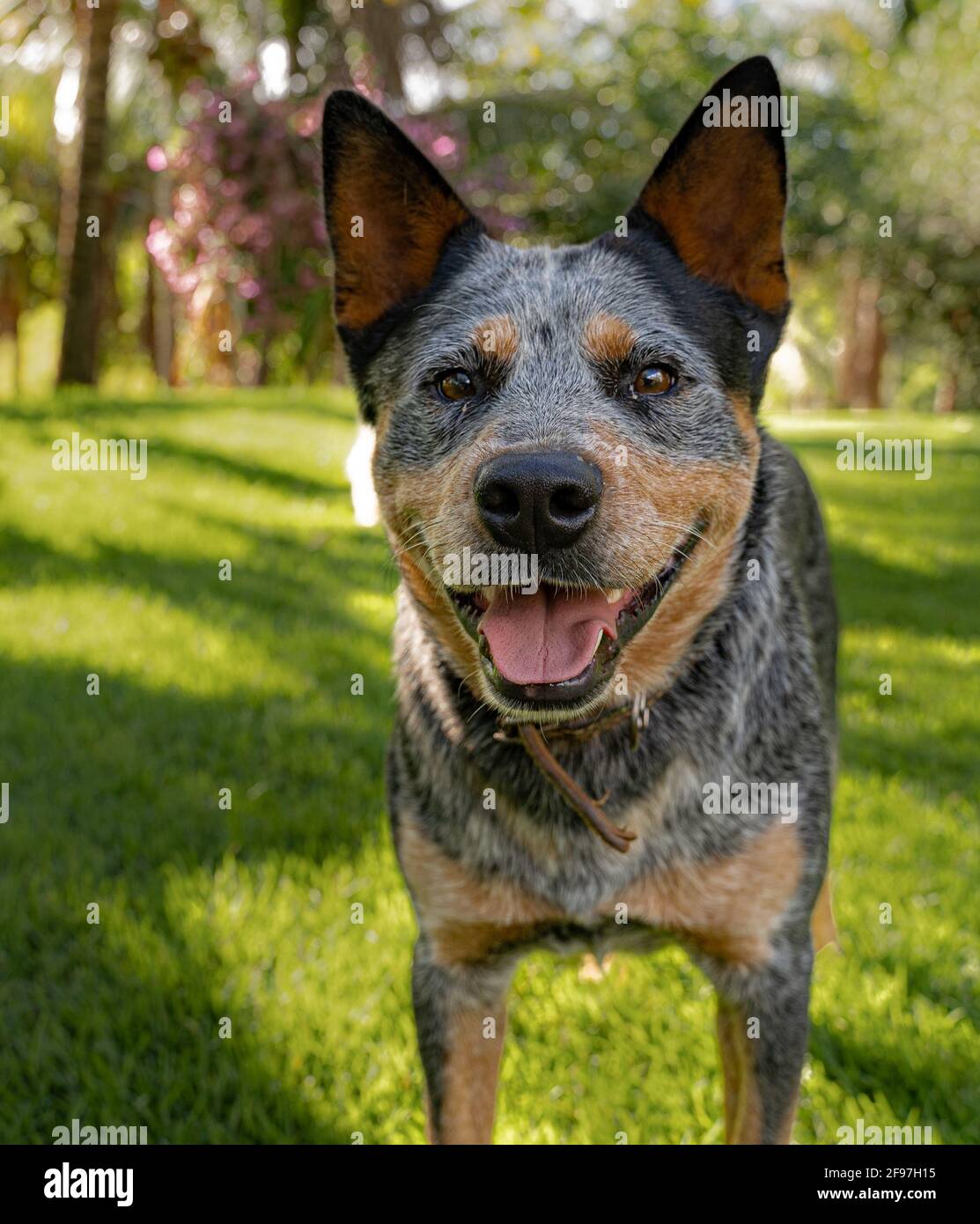 Farmerdog hi-res stock photography and images - Alamy