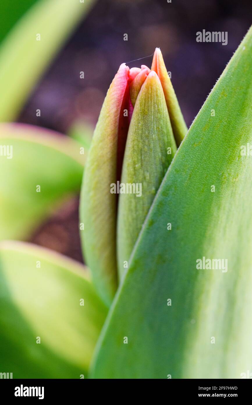 Close up image of a red tulip bud just starting to open with green ...