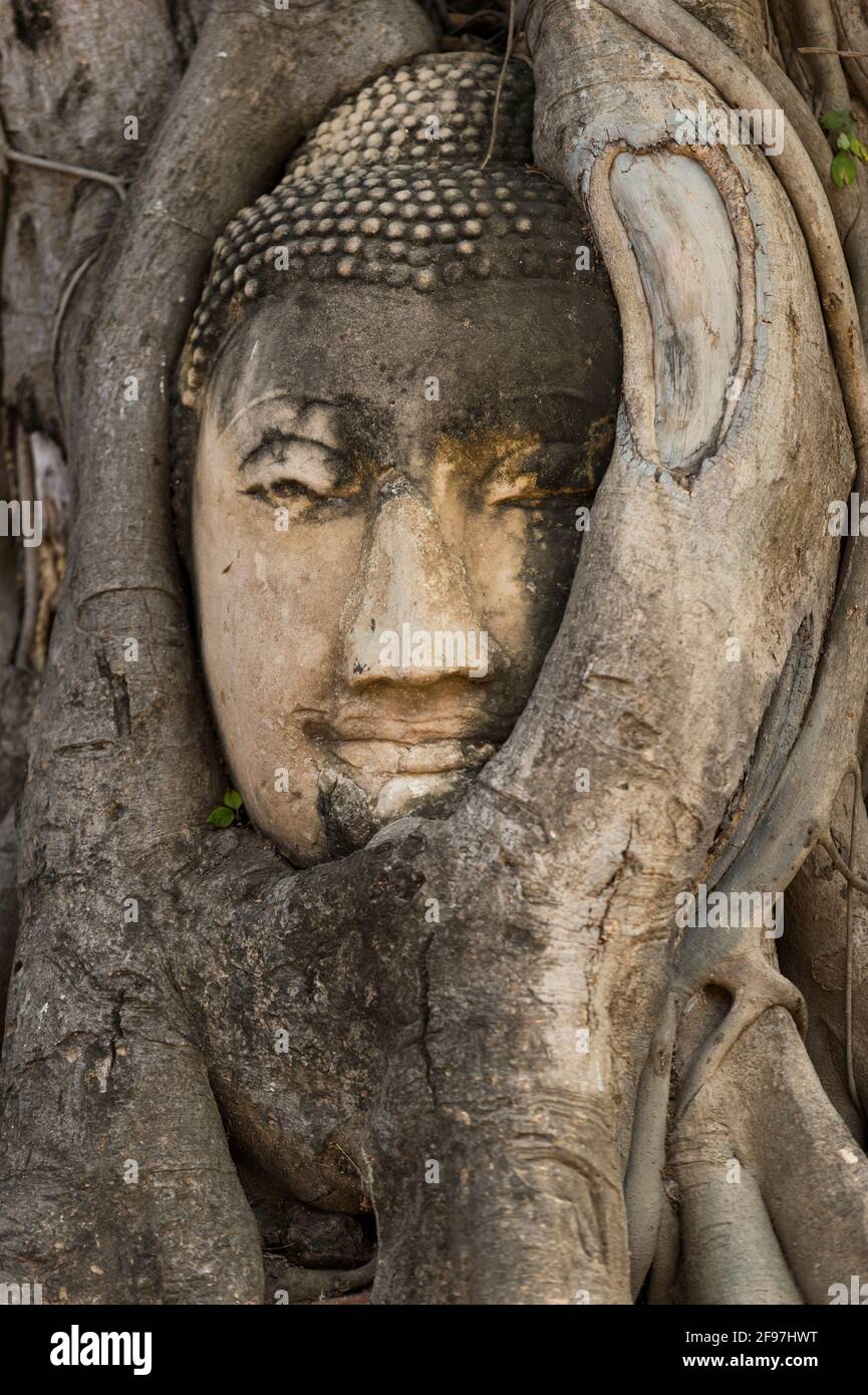 Statue ingrown in tree trunk at wat mahathat temple hi-res stock ...