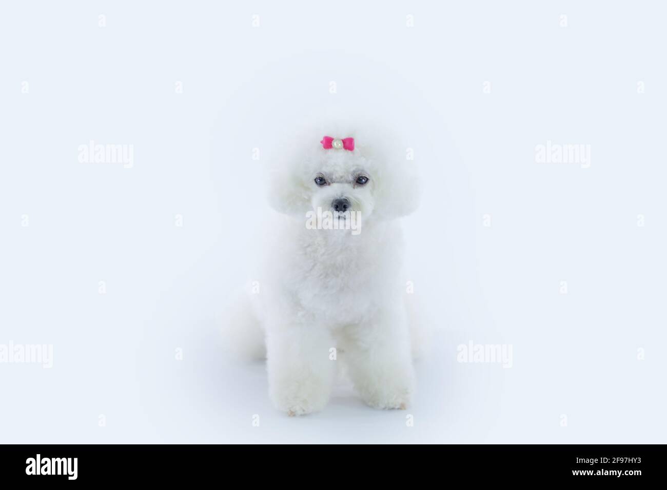 Closeup shot of a white bichon frize puppy with rosy hair clip on an ...
