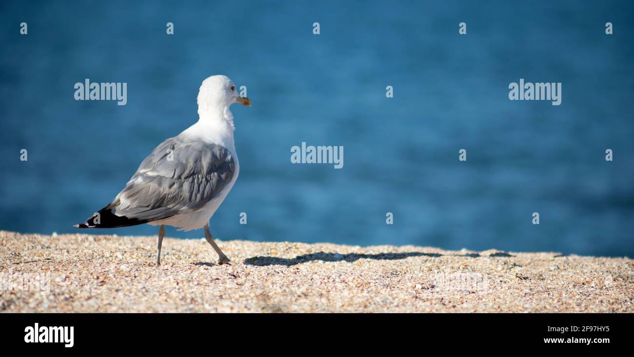 Big white seagull on a pile of garbage Stock Photo - Alamy