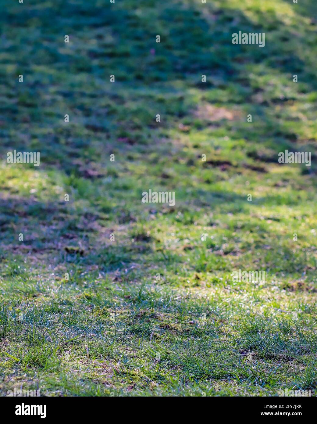 Morning sunshine grass hi-res stock photography and images - Alamy