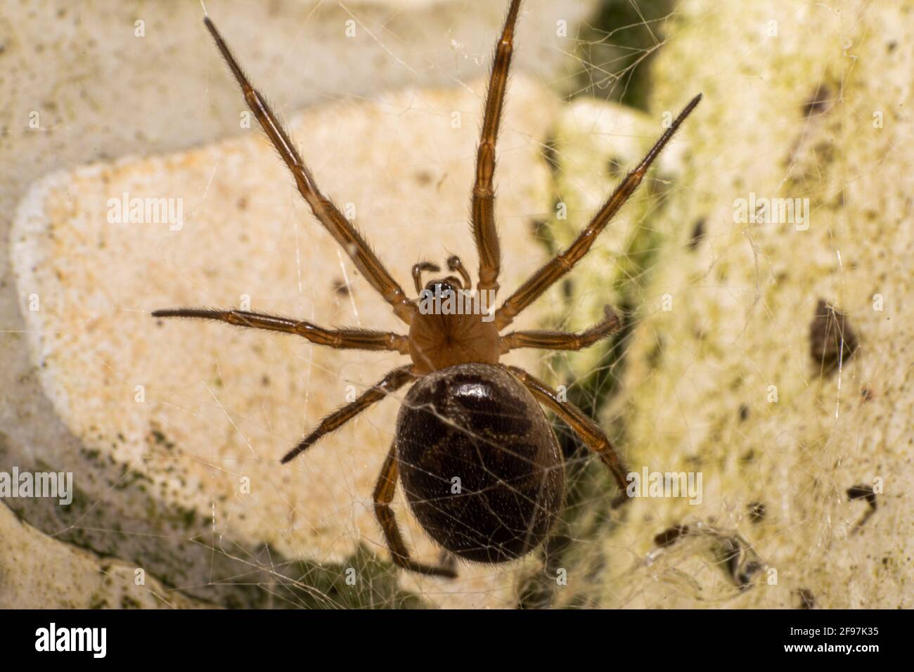 Steatoda Nobilis spider male Stock Photo - Alamy