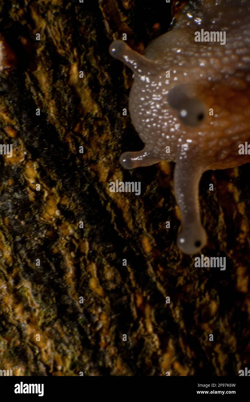 Snails Eyes High Resolution Stock Photography and Images - Alamy