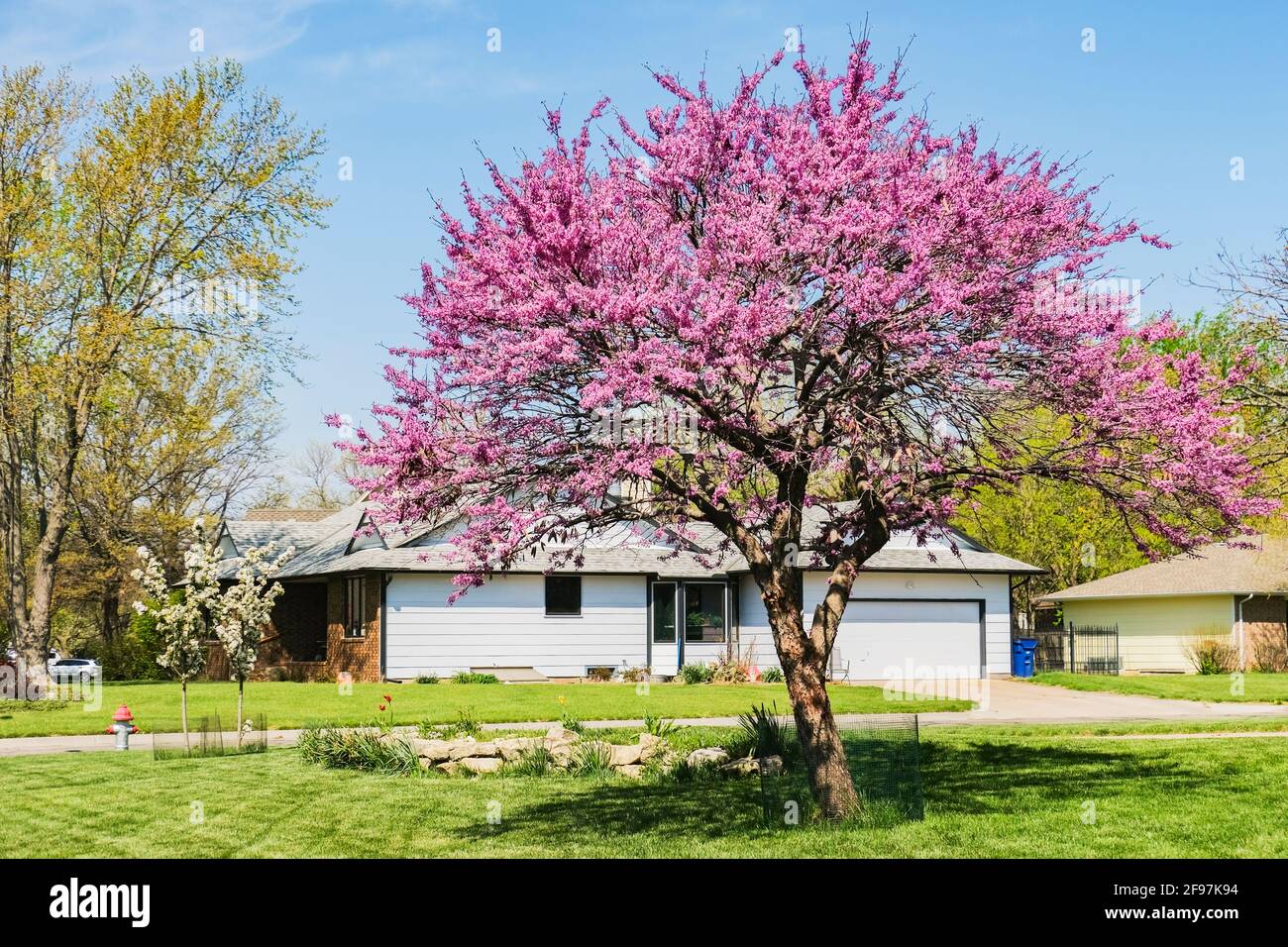 Eastern Redbud Tree; Cercis; Canadensis; in an American neighborhood of ...