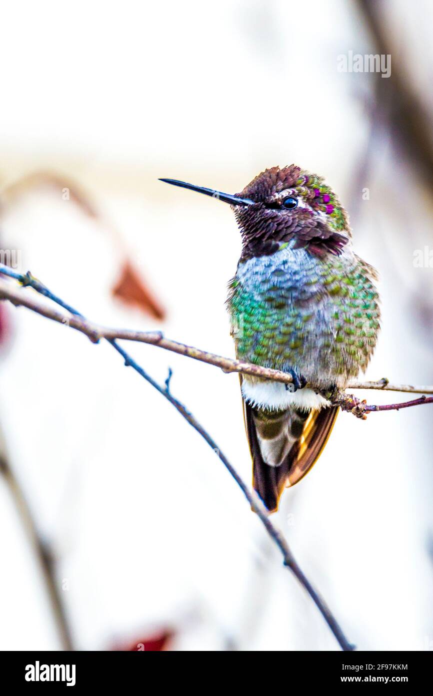 Anna's hummingbird (Calypte anna) spotted outdoors in Mendocino ...