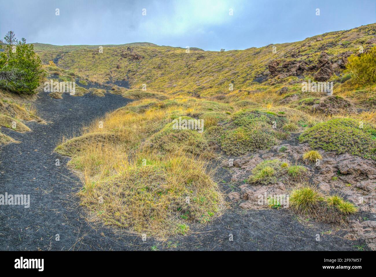 wild vegetation flourishing on slope of mount etna in Sicily, Italy ...