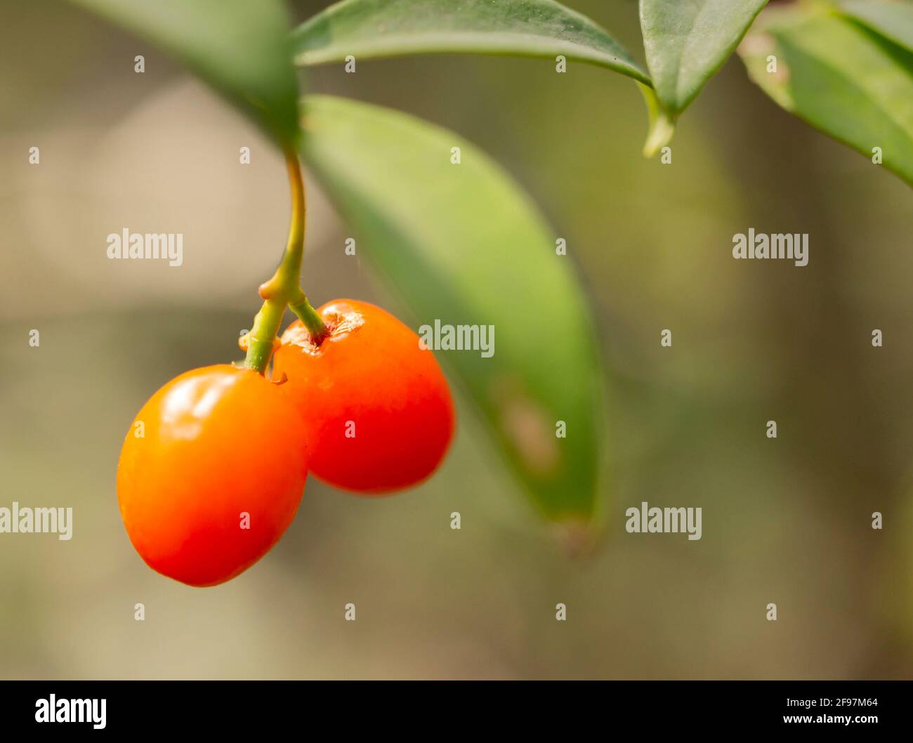 Ruscus racemosus hi-res stock photography and images - Alamy