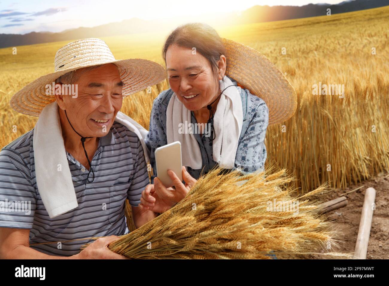 Peasant couple sat in the wheat field with a cell phone video Stock ...