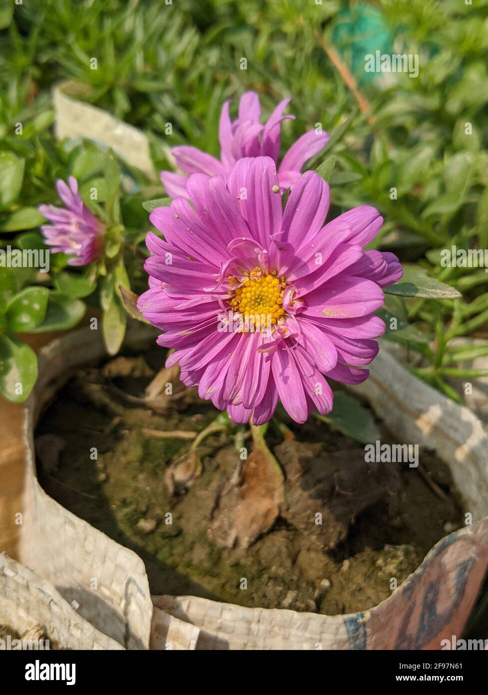 Closeup of a bright perennial garden aster flower under the sunlight ...