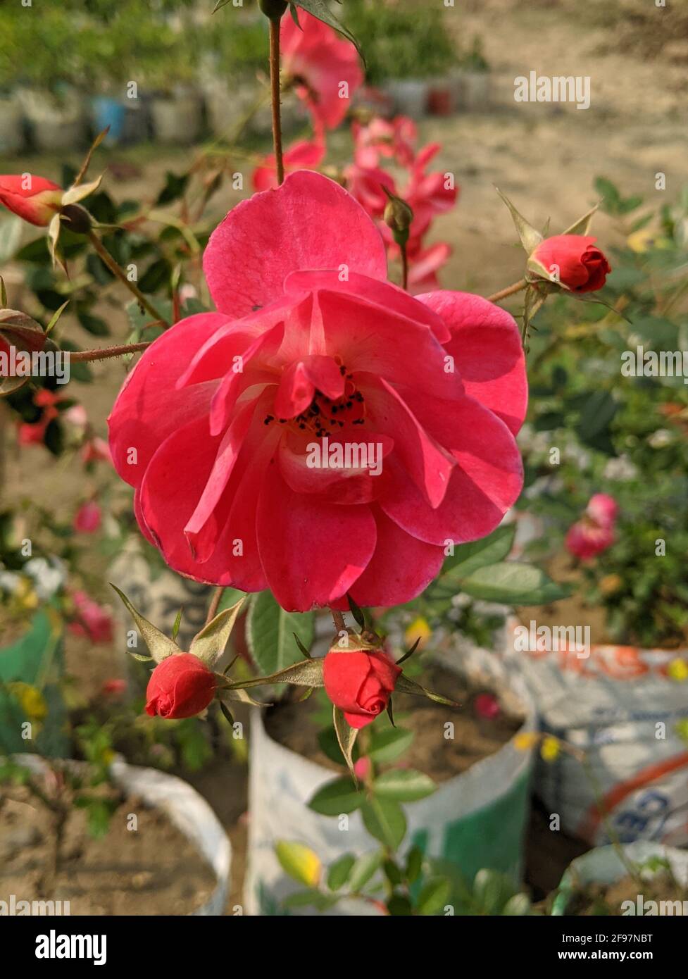 Closeup of blooming pin rose flowers growing in a pot in a garden Stock ...