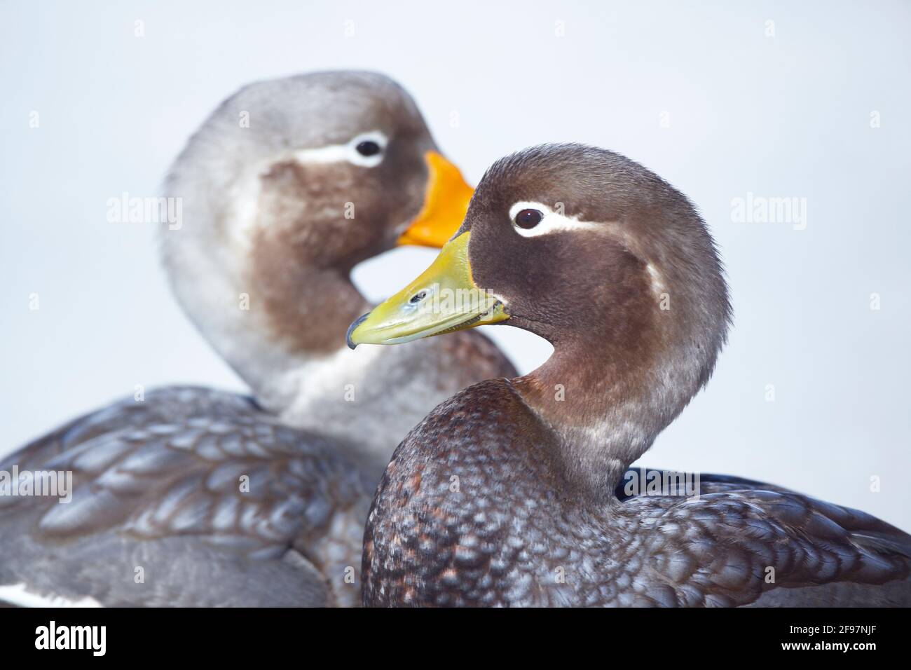 Tachyeres brachypterus hi-res stock photography and images - Alamy
