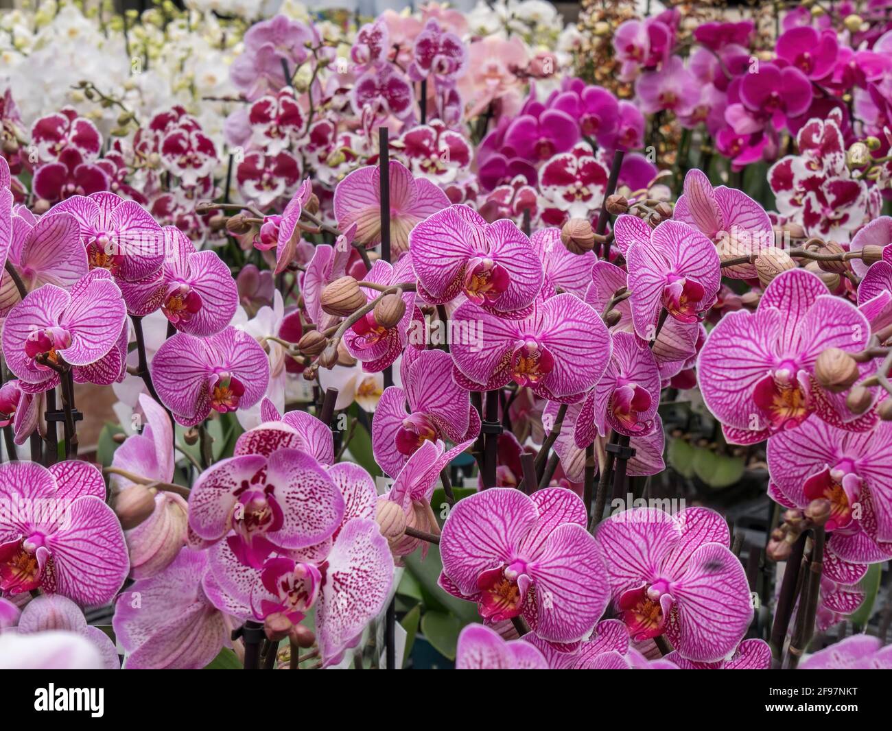 Blooming orchids at the market garden Stock Photo - Alamy