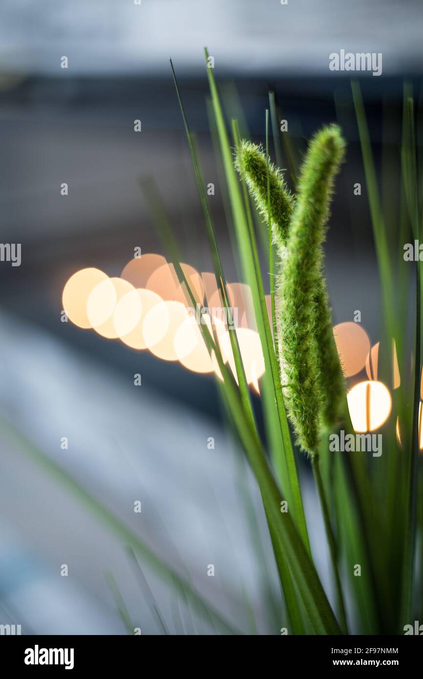 Timothy leaf hi-res stock photography and images - Alamy