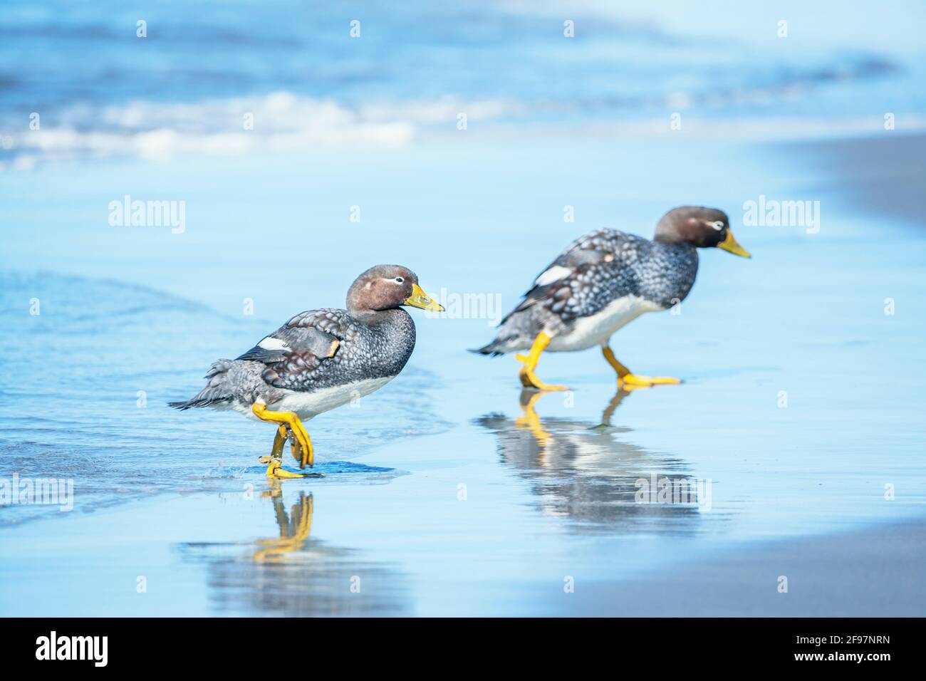 Steamer ducks tachyeres brachypterus walking hi-res stock photography ...