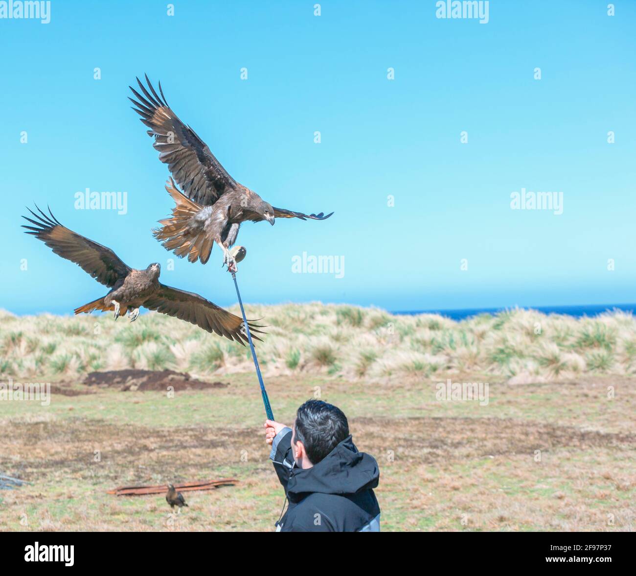 Johnny rook birds falkland islands hi-res stock photography and images ...