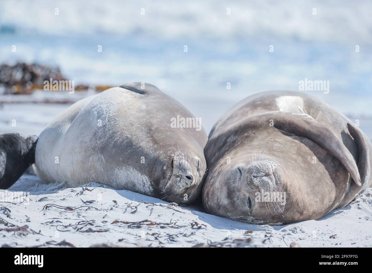Female White Seal