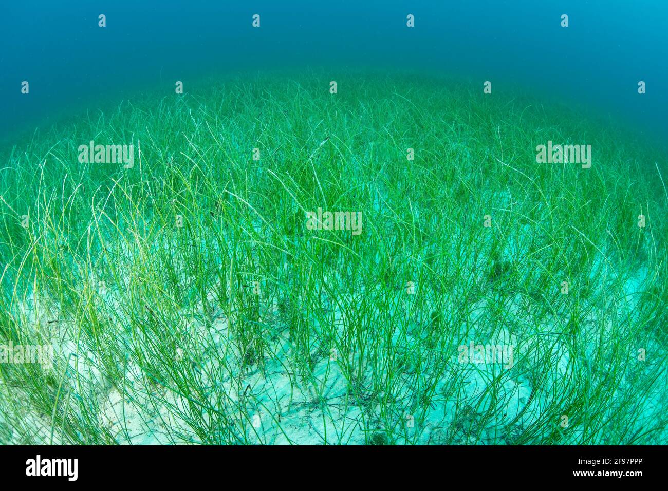 Eel grass hi-res stock photography and images - Alamy
