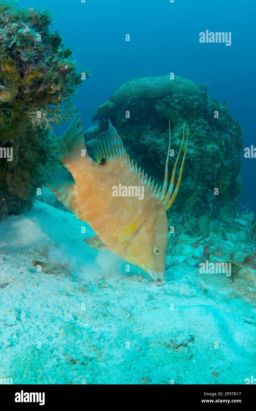 Hogfish lachnolaimus maximus hi-res stock photography and images - Alamy