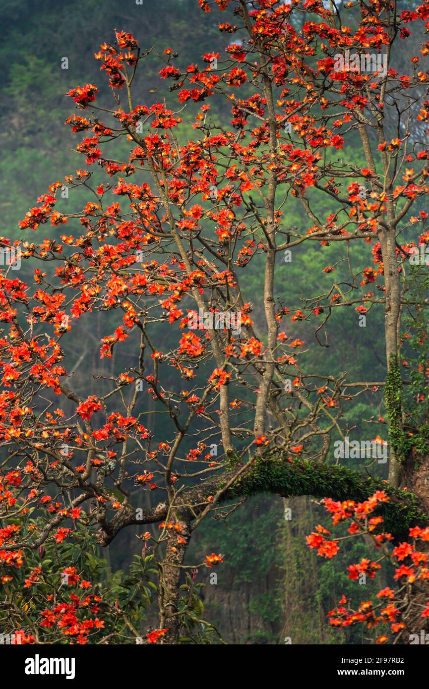 Vietnam, Tay, tree, detail Stock Photo - Alamy