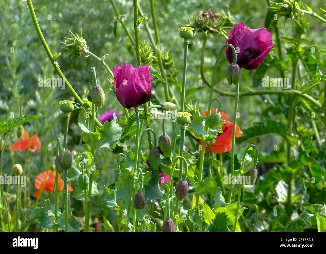 Flowerbed with opium poppies (Papaver somniferum) and corn poppies ...
