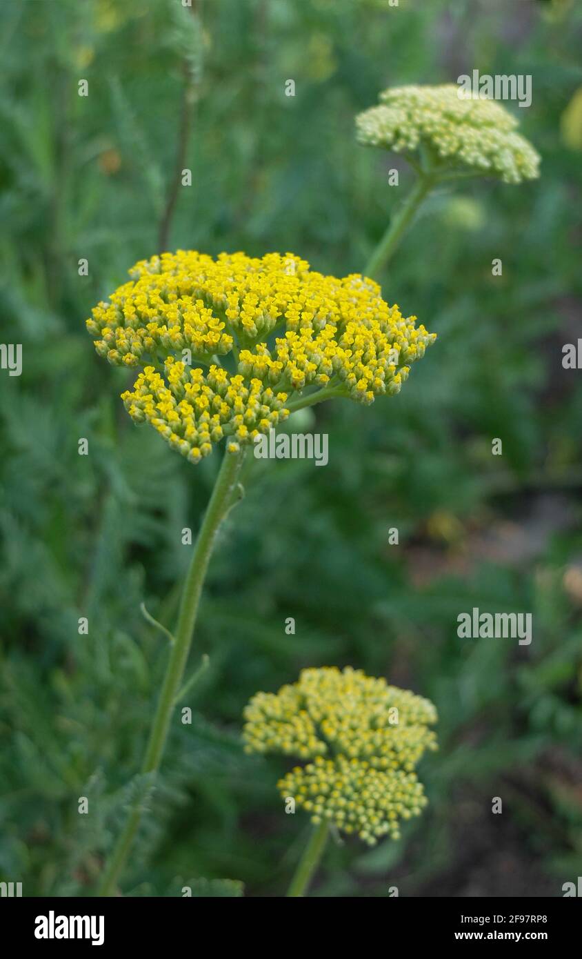 Yellow yarrow (golden yarrow, Achillea filipendulina Stock Photo - Alamy