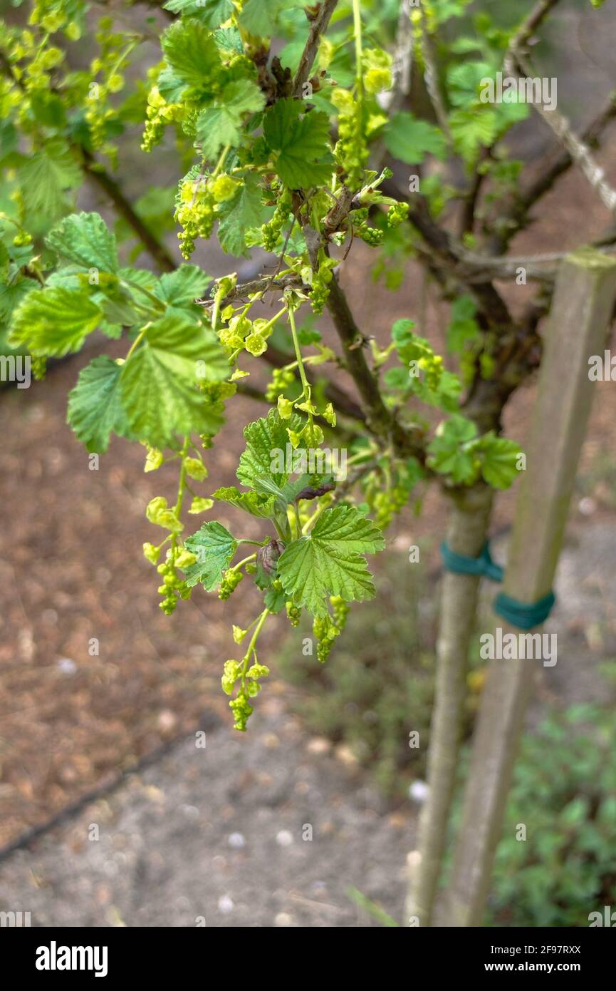 The red currant ribes rubrum as a stem in flower hi-res stock ...