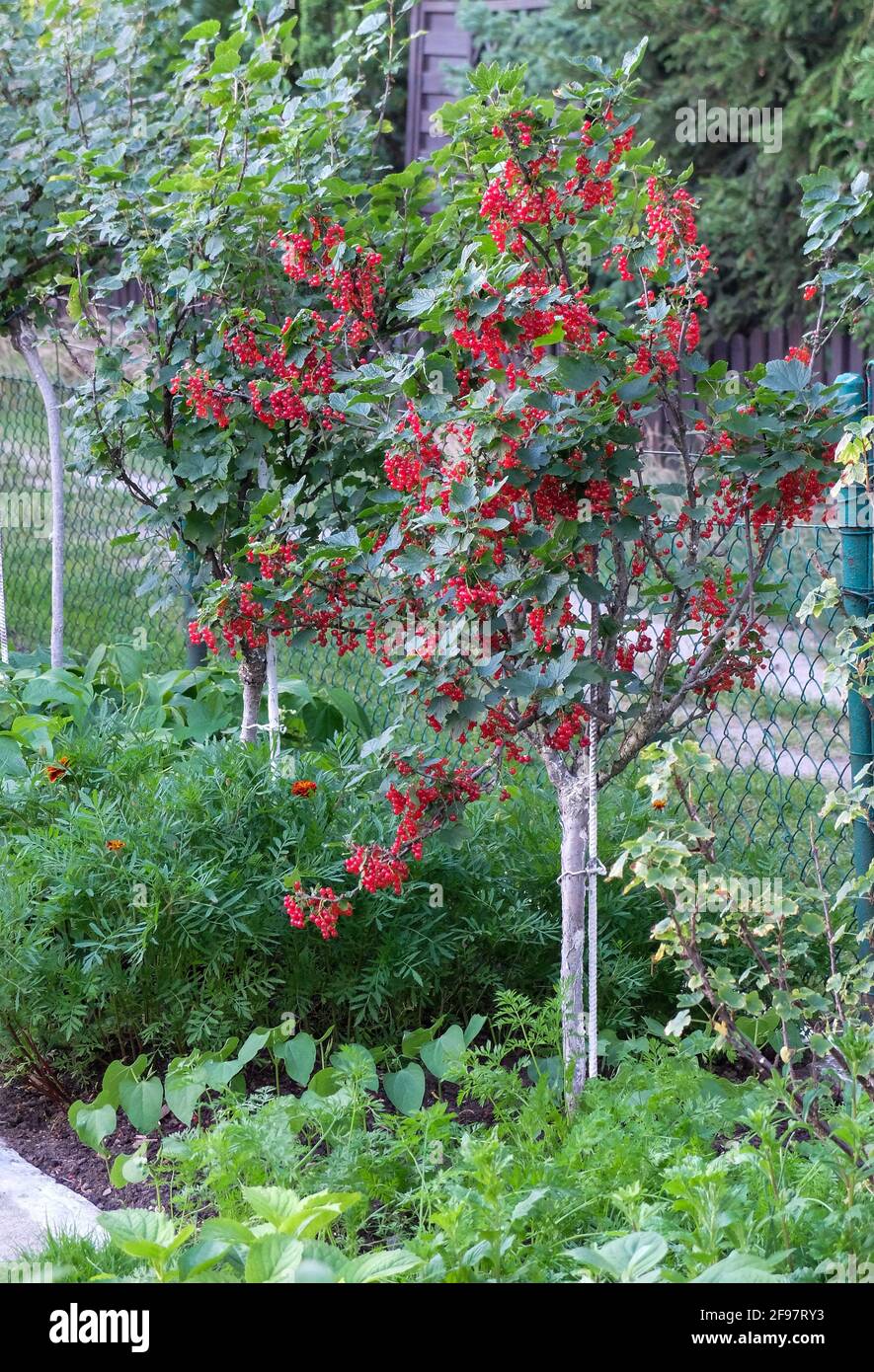 The red currant (Ribes rubrum) as a stem, with ripe fruits Stock Photo ...