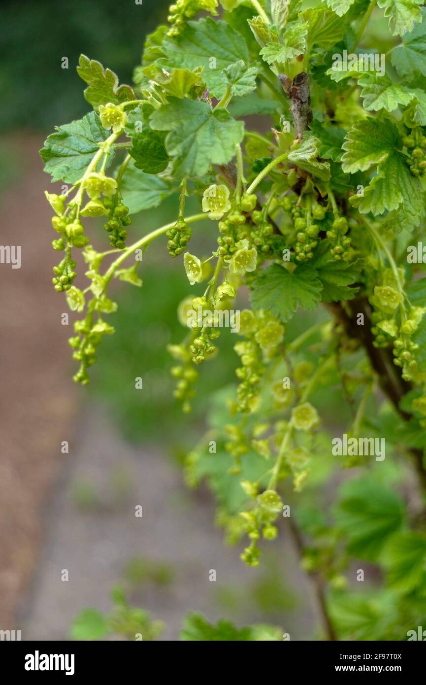 Ribes rubrum flower hi-res stock photography and images - Alamy