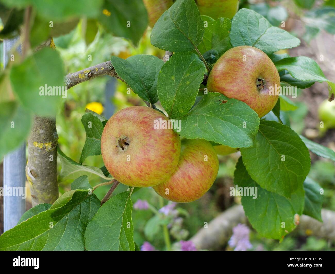 Apple 'Prince Albrecht of Prussia' (Malus domestica Stock Photo - Alamy