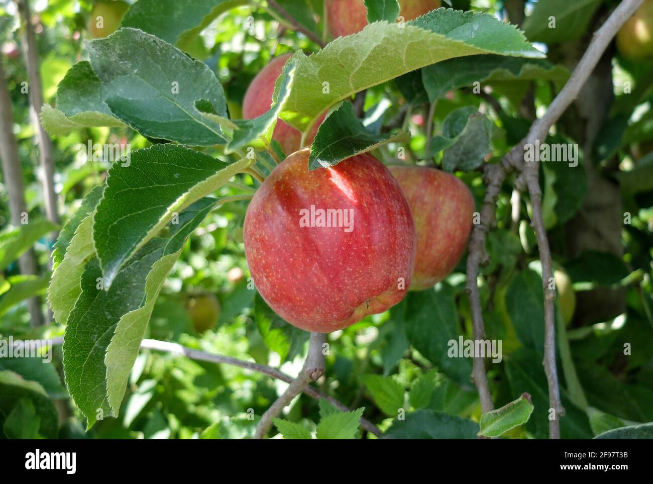 Grafensteiner hi-res stock photography and images - Alamy