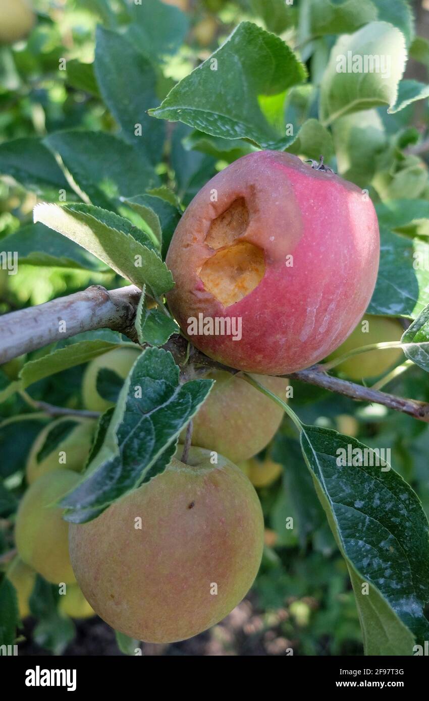 Wasp damage on the apple delbarestivale delba hi-res stock photography ...