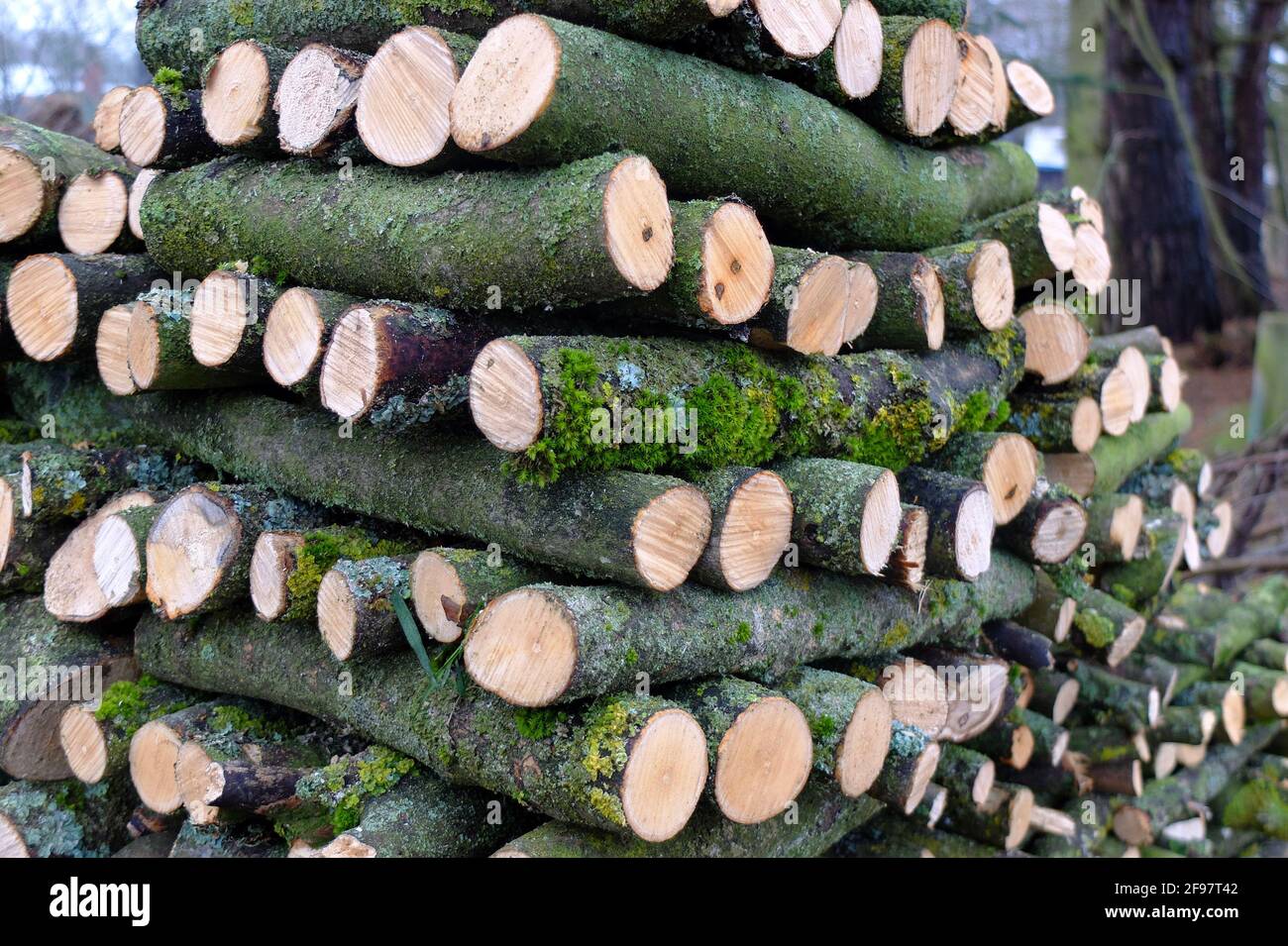 Stacked firewood for wood storage Stock Photo - Alamy