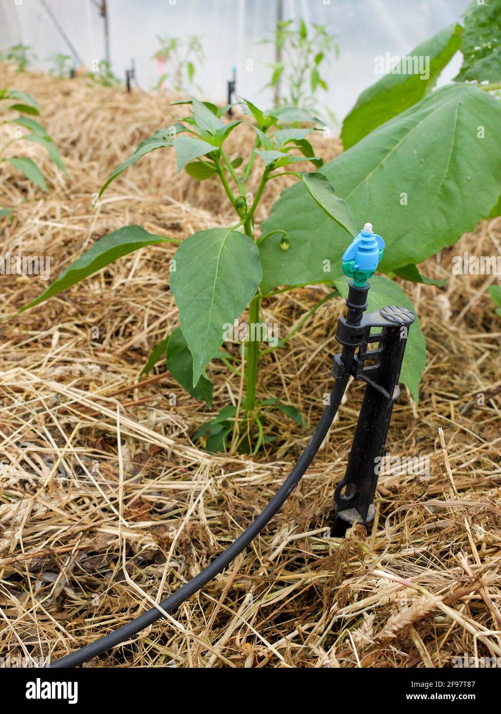 Paprika (Capsicum annuum) with hay as a mulch and irrigation system ...
