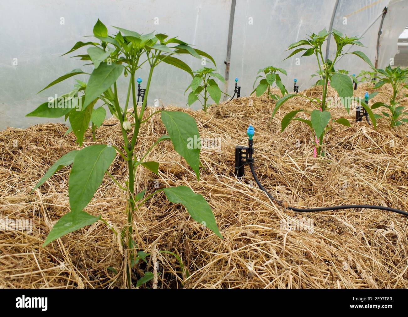 Paprika (Capsicum annuum) with hay as a mulch and irrigation system ...