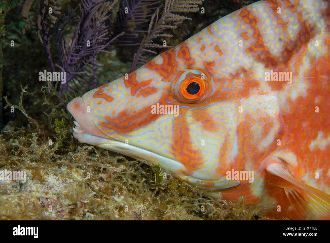 Hogfish portrait, Lachnolaimus maximus, in Cuba. Caribbean Sea Stock ...