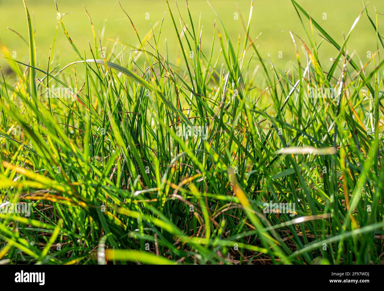 Blades of grass in a meadow, close-up, Bavaria, Germany, Europe Stock ...