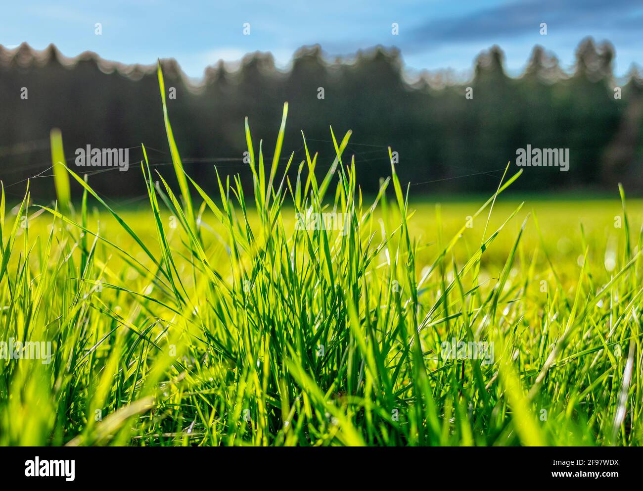 Blades of grass in a meadow, close-up, Bavaria, Germany, Europe Stock ...
