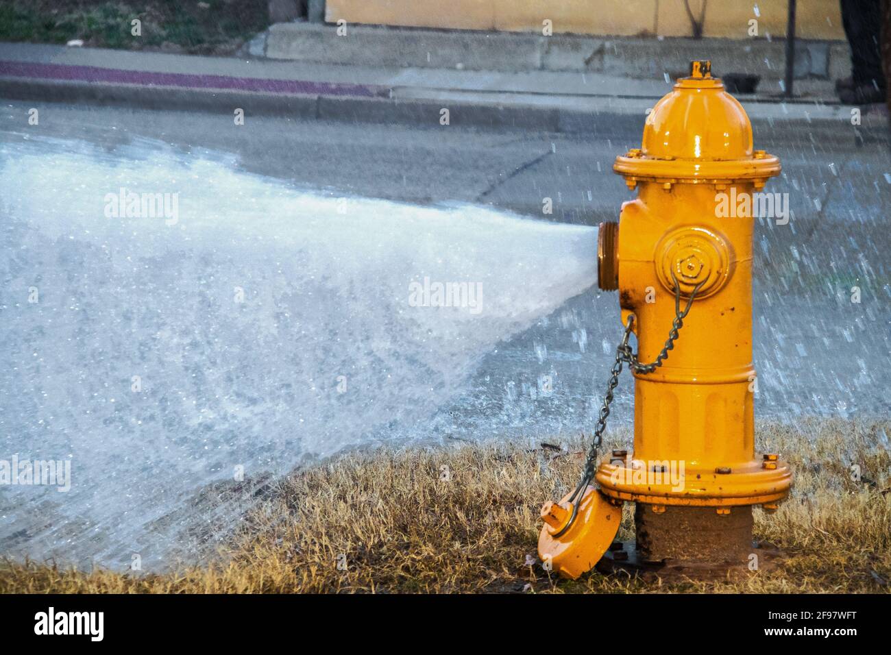 Yellow fire hydrant wide open gushing water onto the street with ...
