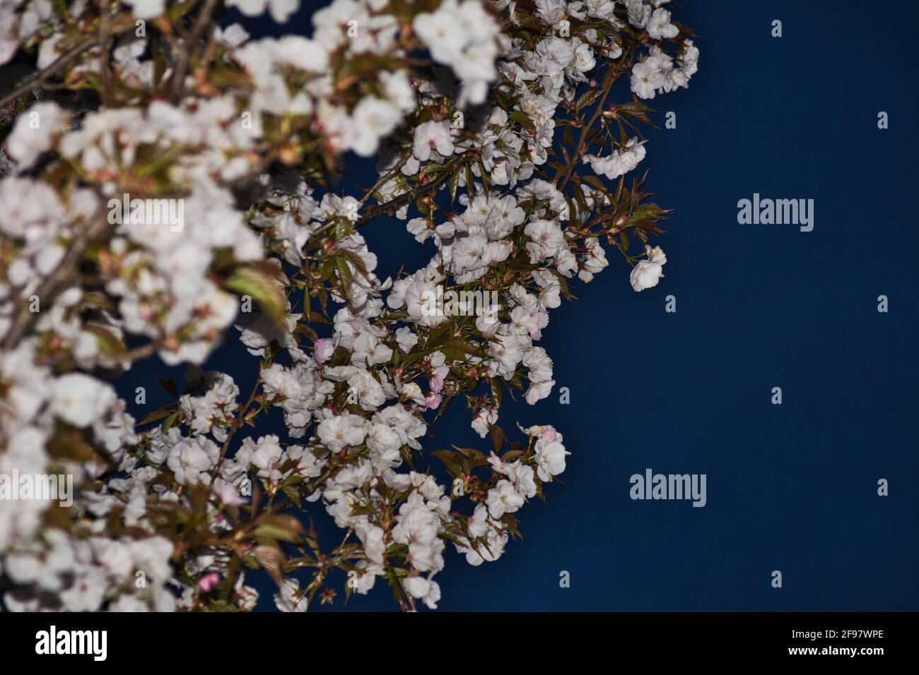 White flowers at night hi-res stock photography and images - Alamy