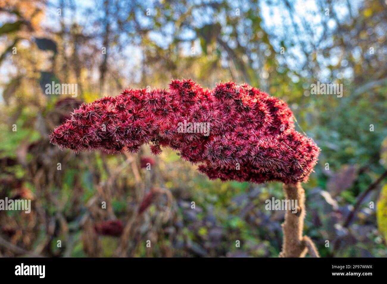 Blossom from the vinegar tree (Rhus typhina), Bavaria, Germany, Europe ...