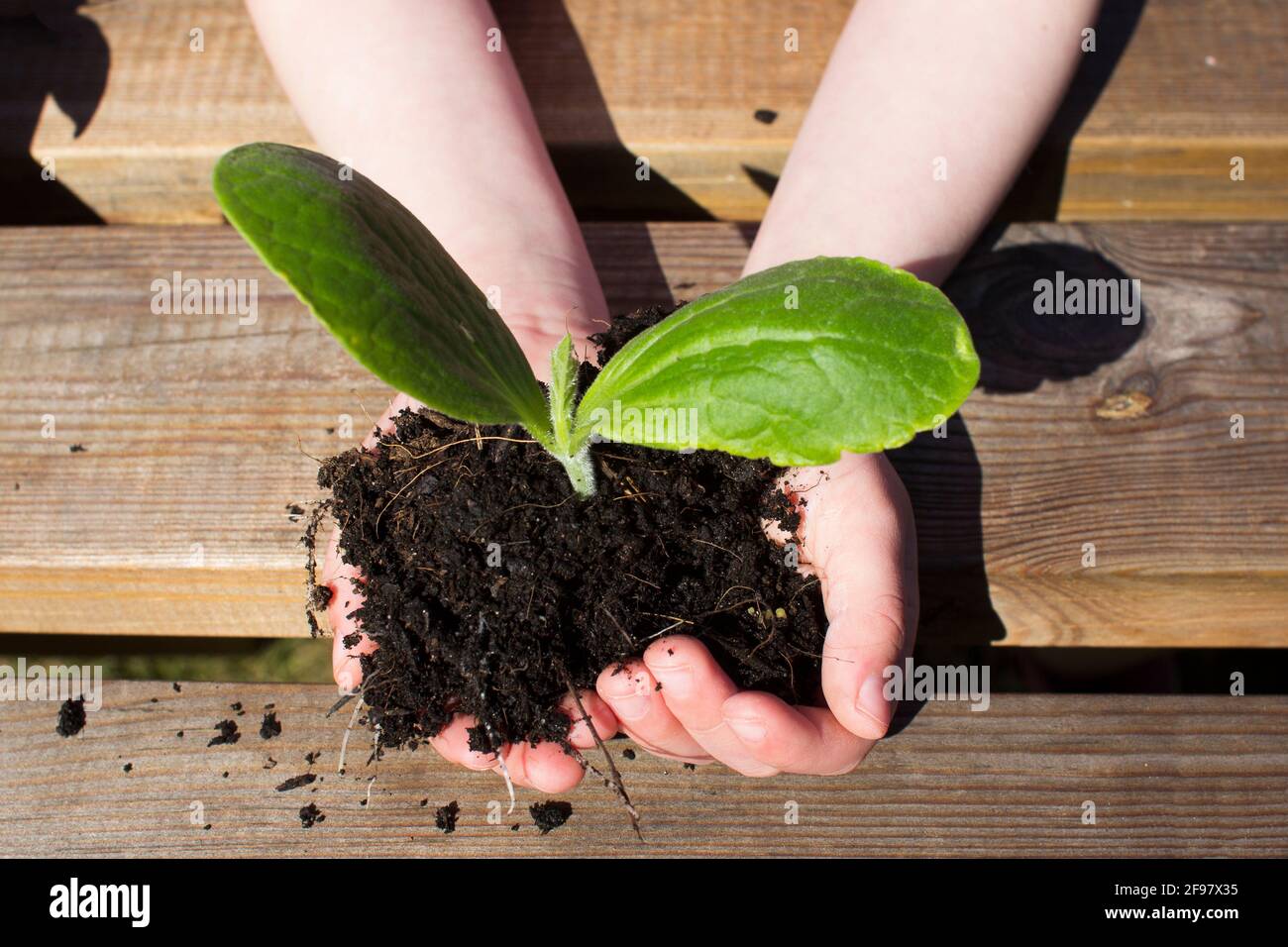 Child holding sprouting plant in her hands Stock Photo - Alamy